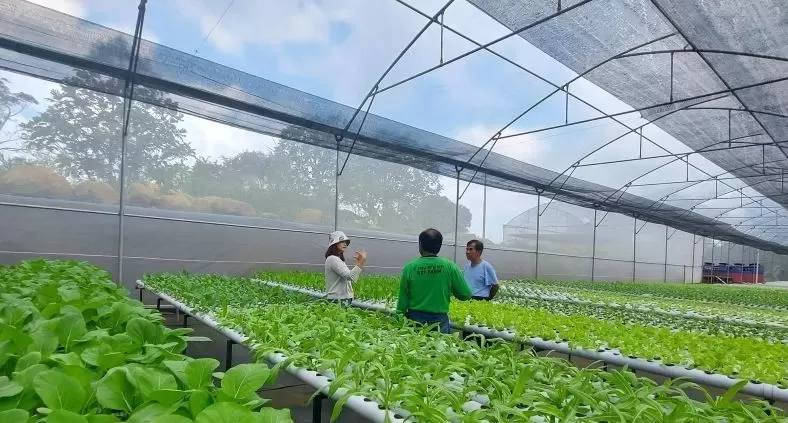 Peluang Sukses: Usaha Pertanian Organik yang Berkelanjutan